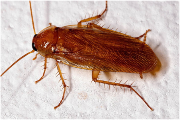 Cockroach Control During Monsoon Season: Arizona's Seasonal Challenge